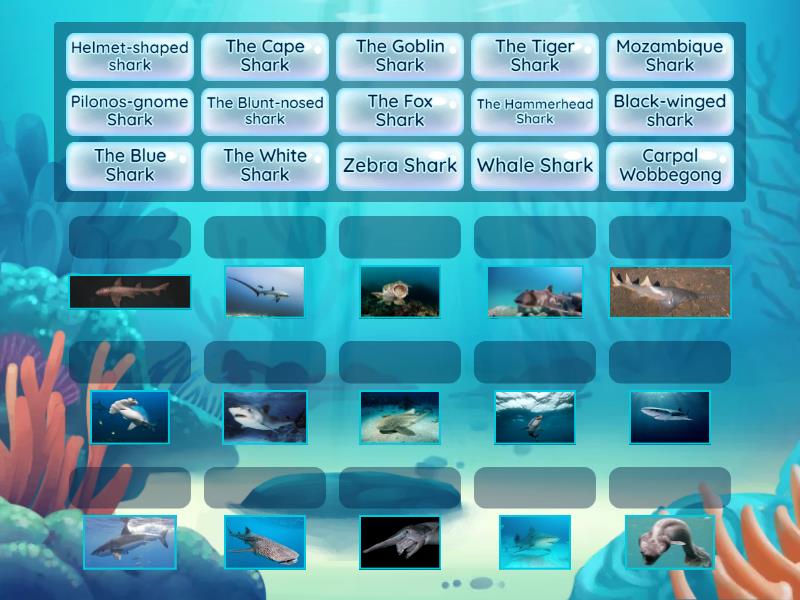 Tips of sharks - Match up