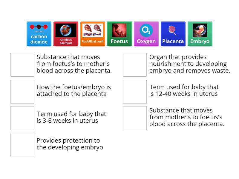 CDeveloping embryo match cards (INT/ADV) - Match up