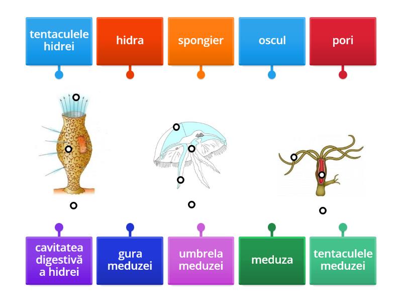 Spongieri, celenterate - Labelled diagram
