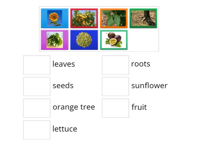 Plants - Match up