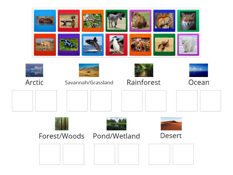 Animal Habitats - Group sort