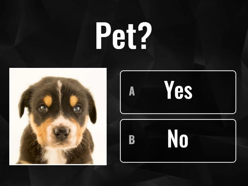Pet yes or no - Quiz