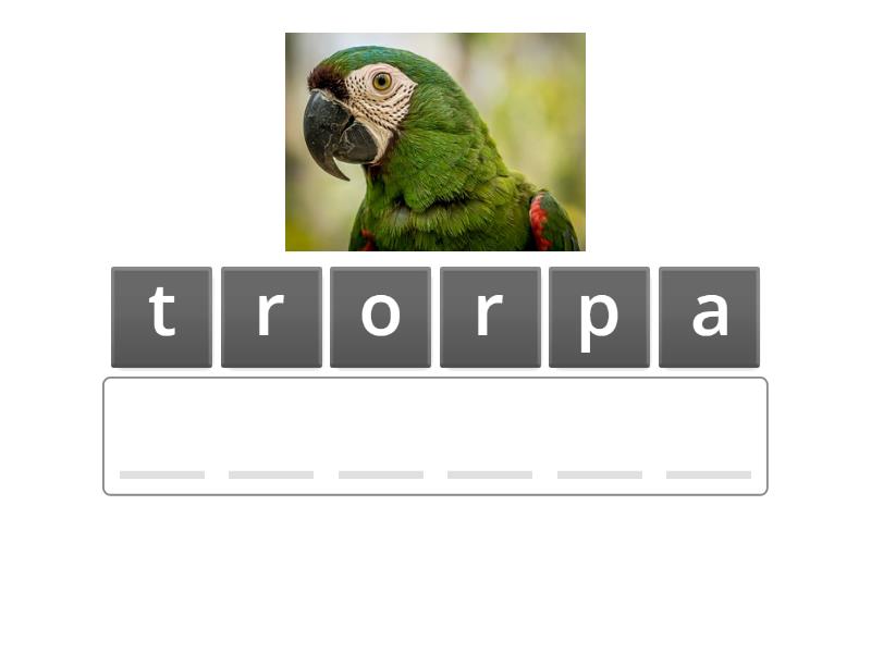 P2 Pets: s - Anagram