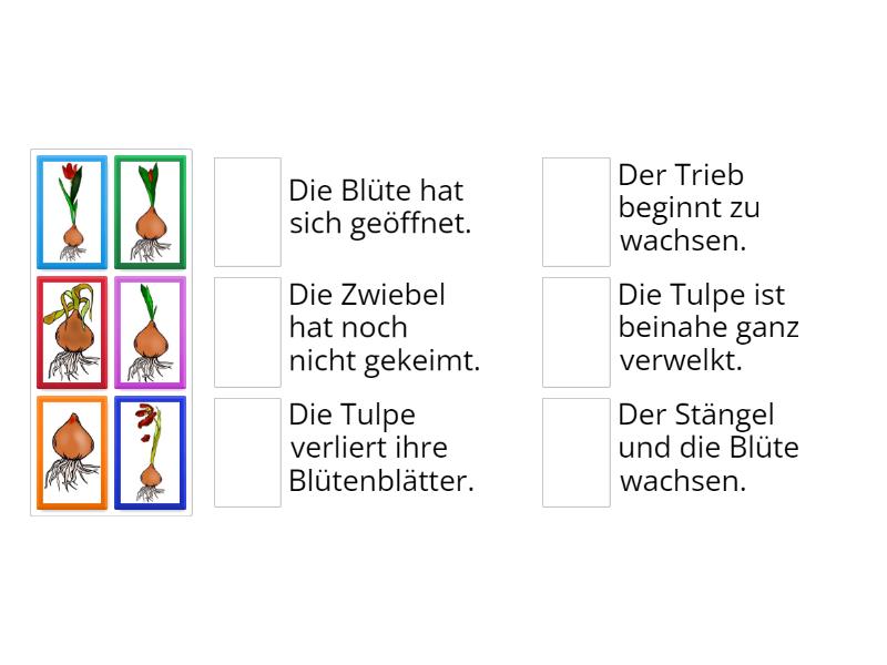 Die Entwicklung der Tulpe. - Match up