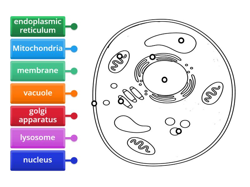 ANIMAL CELL - Labelled diagram