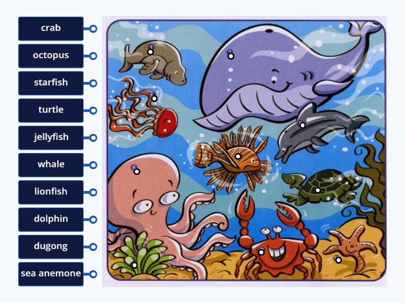 Ocean Animals - Labelled diagram