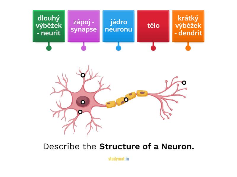 STAVBA NEURONU - Labelled diagram