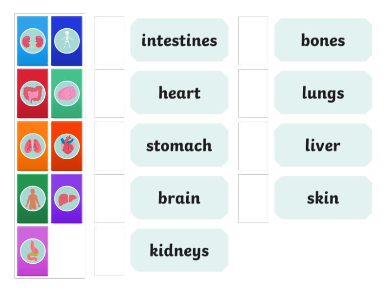 body organs vocabulary - Match up