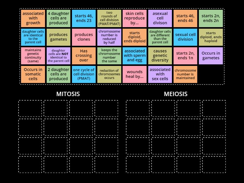 Mitosis/Meiosis Review - Group sort