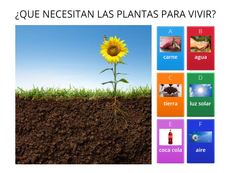 Las plantas y sus necesidades - Questionário
