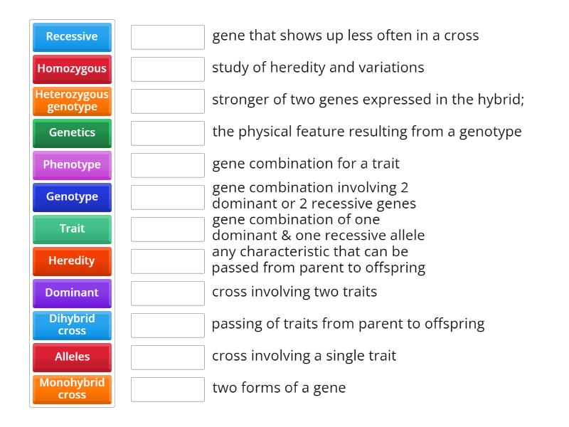 Genetics Vocabulary - Match up
