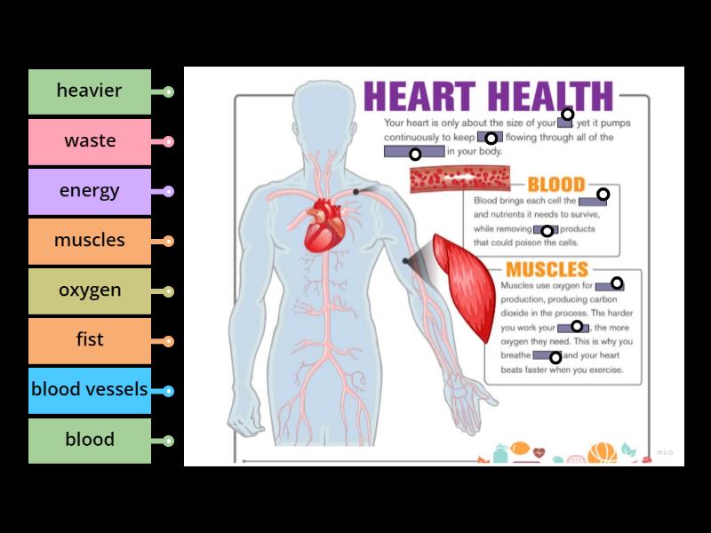 Heart health - Labelled diagram