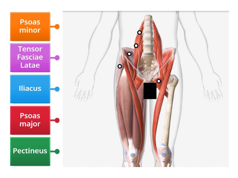 Anterior Hip Muscles - Labelled diagram