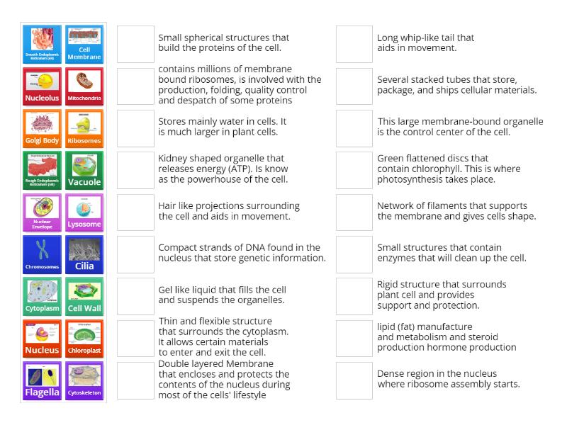 Cell Organelle - Function - Match up