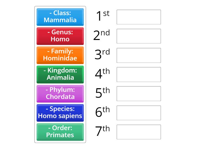 Human systematics - Rank order