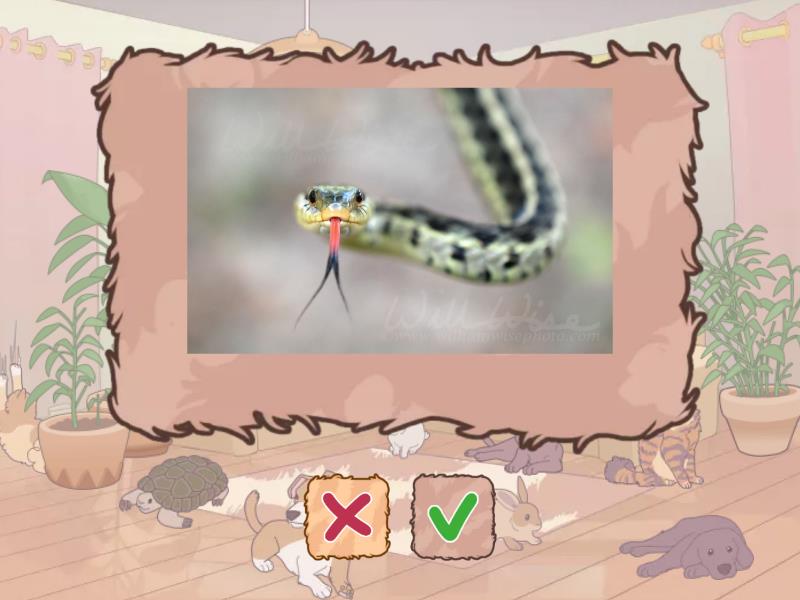 Fantastic beasts - Body parts - Flash cards