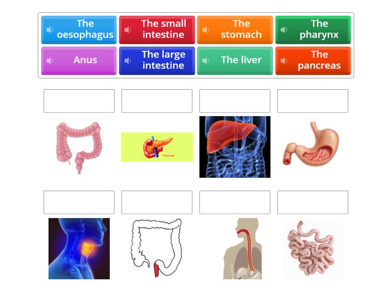 Parts of the digestive system - Match up