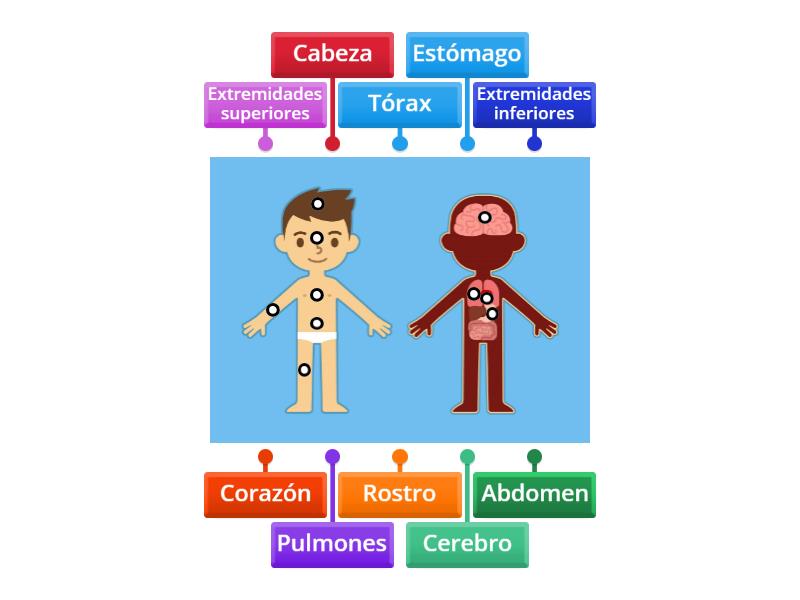 Partes del cuerpo humano - Diagrama con etiquetas