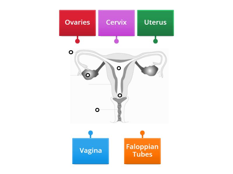 Female Reproductive System Labelled Diagram