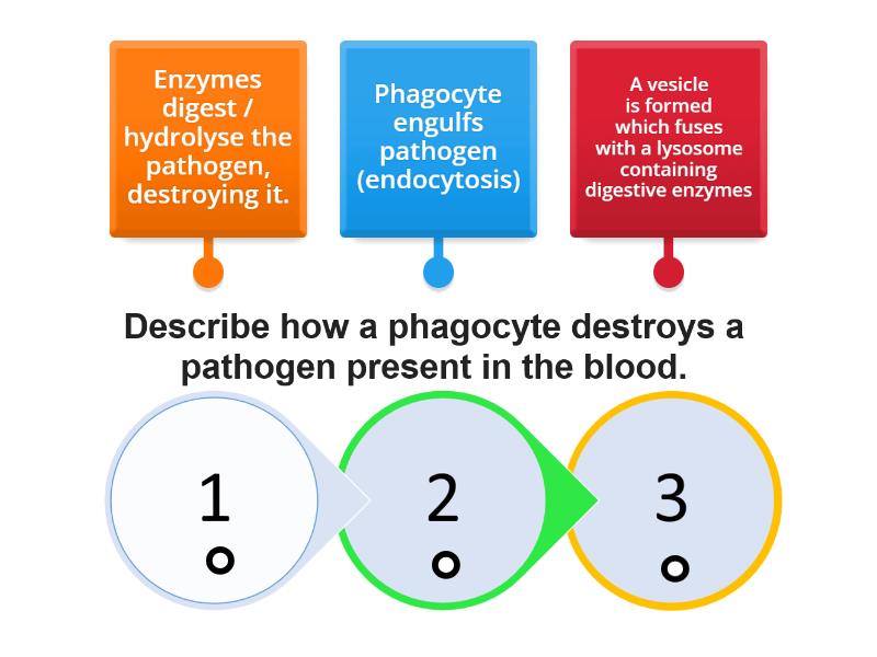 How a phagocyte destroys a pathogen present in the blood - phagocytosis ...