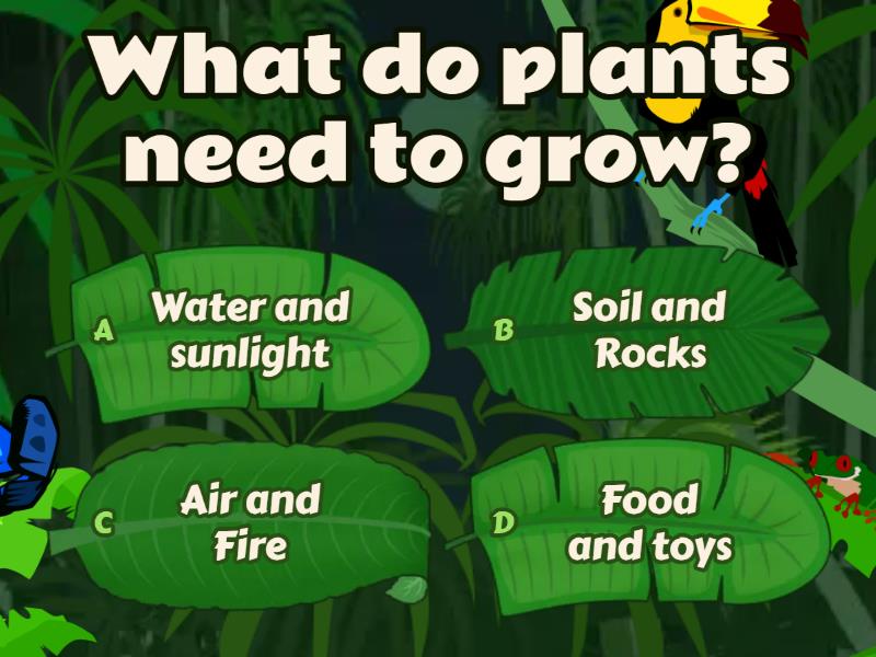 Plant Explorer- Structure and Function - Quiz
