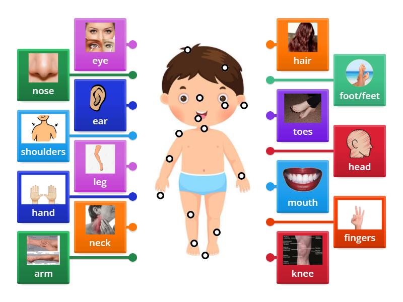 My body matching - Labelled diagram