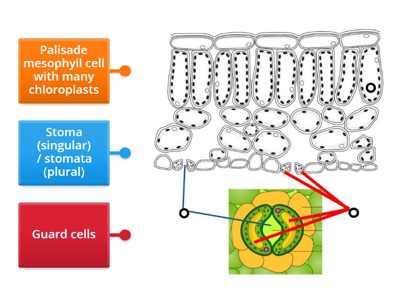 Guard cells and stomata - Labelled diagram