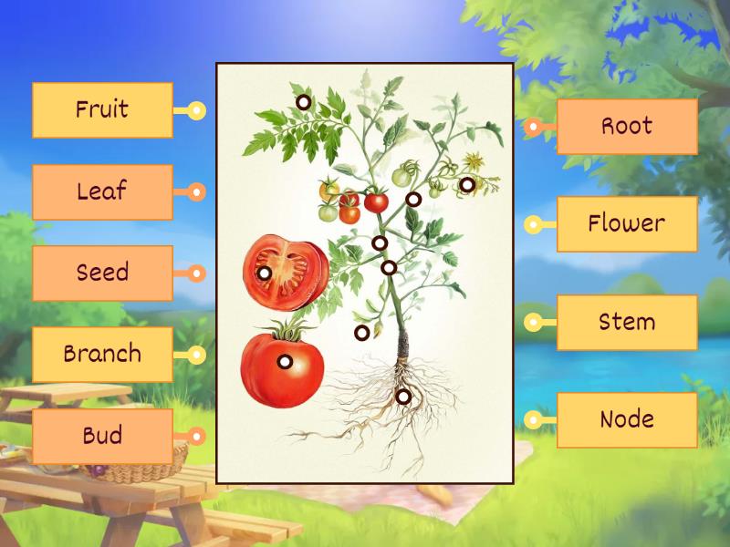 Plant parts - Vocabulary - Labelled diagram