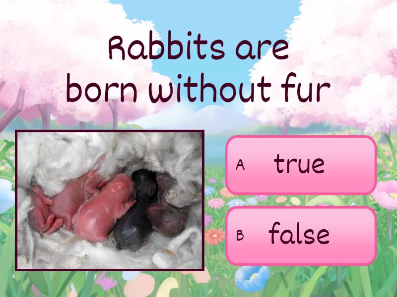 Rabbit facts (true-false) - Quiz