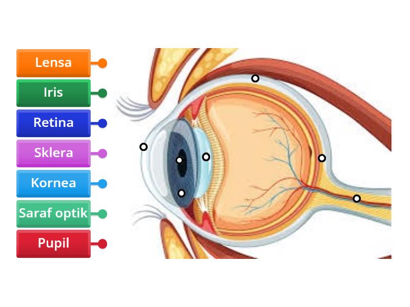 Bagian - bagian mata - Labelled diagram