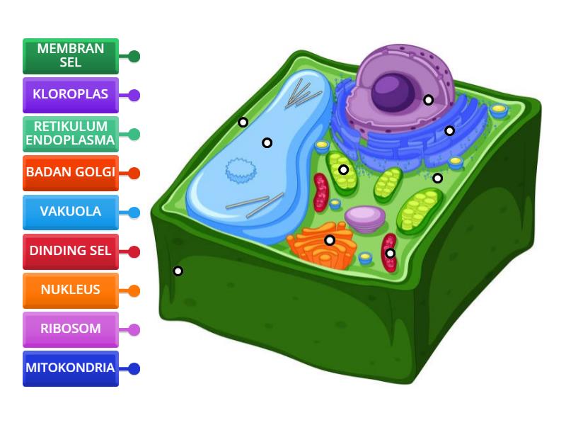 Sel Tumbuhan - Labelled diagram