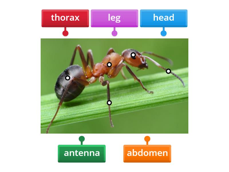 Insects- Diagram - Labelled diagram