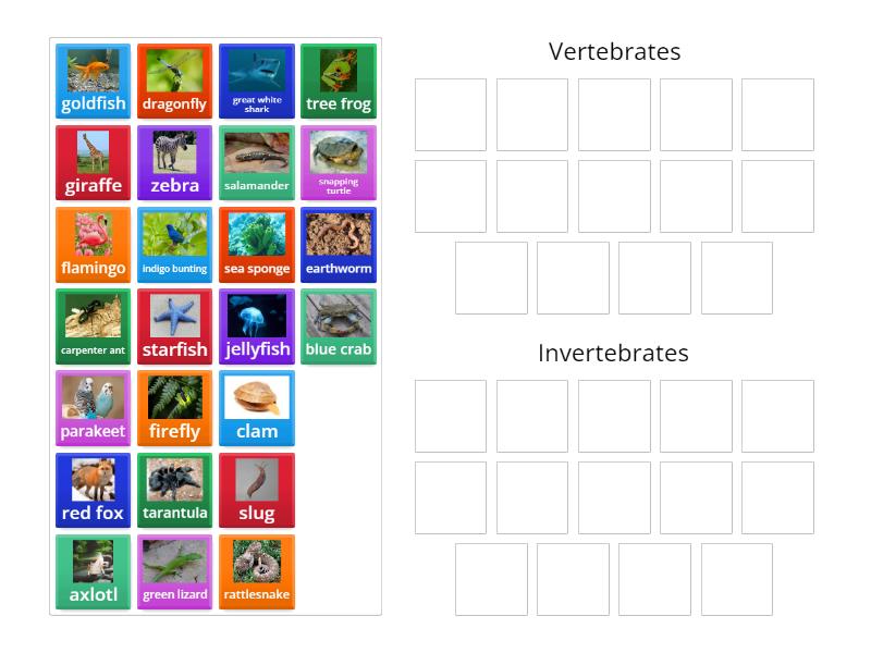 Classifying Animals (Vertebrates & Invertebrates) - Group sort
