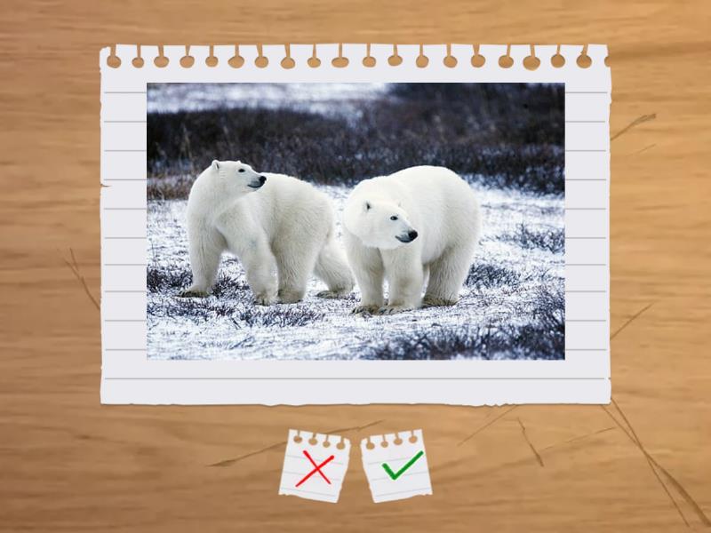 Unit 5 Endangered animals - Flash cards