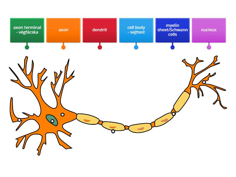 Parts of a neuron - Labelled diagram
