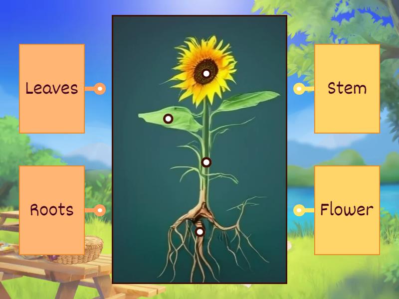 Bible Sci chapter 1 : Lebel the parts of the plant - Labelled diagram