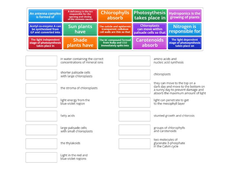 Photosynthesis - Match up