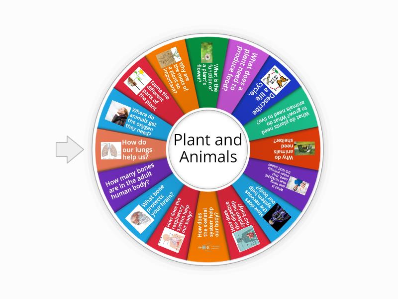 Plants And Animals Spin The Wheel