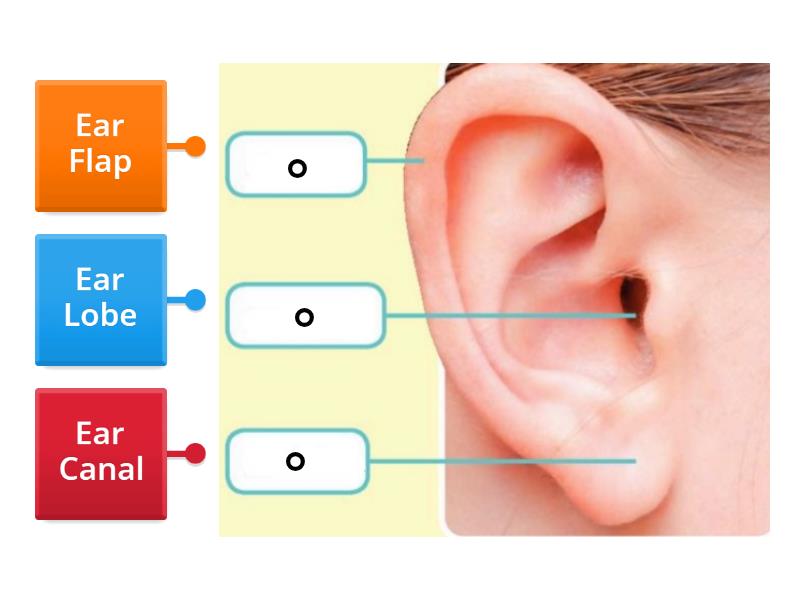 Ear - Labelled diagram