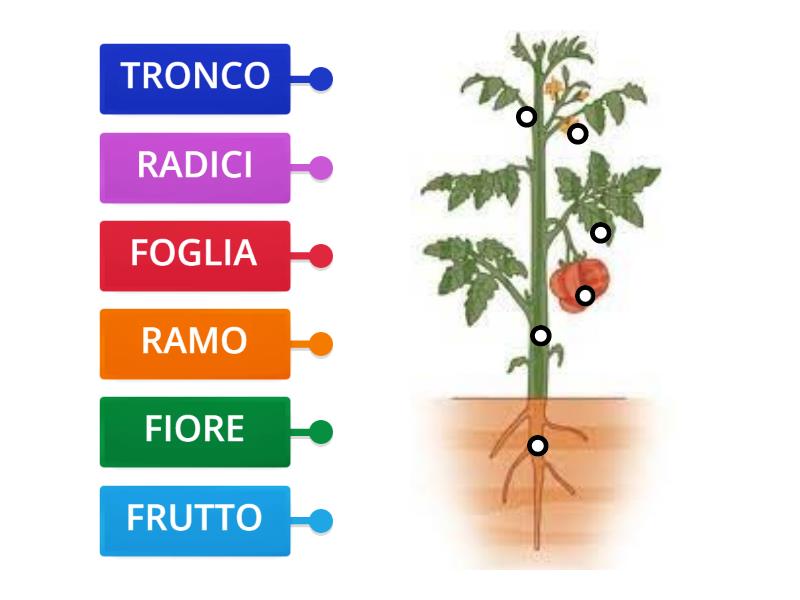 LE PARTI DI UNA PIANTA - Labelled diagram