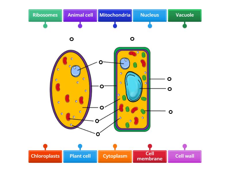 Plant and Animal Cell Structures - Labelled diagram