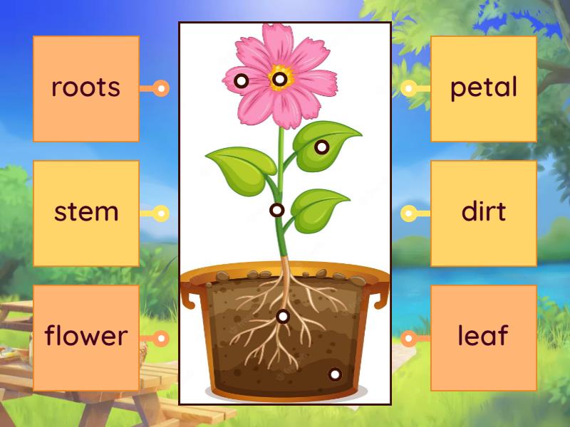 6. Plants - Labelled diagram