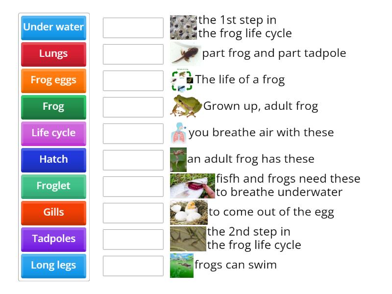 Frog Life Cycle vocabulary match - Match up