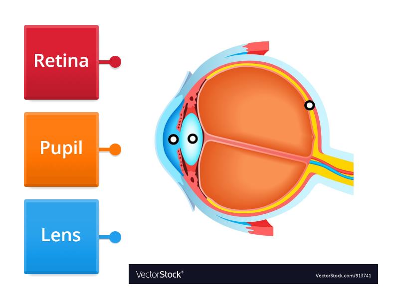 Parts of the Eye grade 4 - Labelled diagram