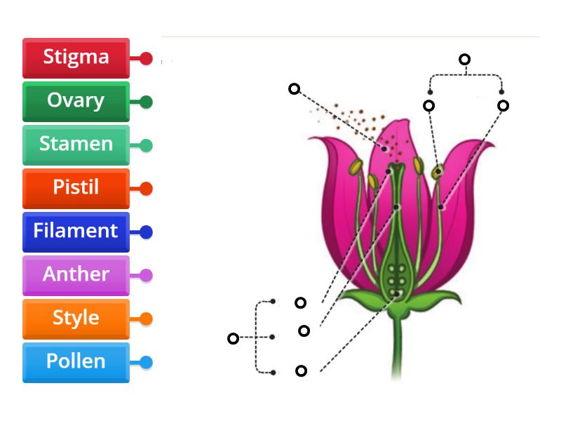 Parts of a flower - Labelled diagram