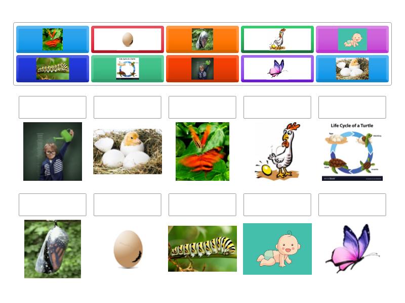 NG PRE READER FLUTTER BUTTERFLY - Match up