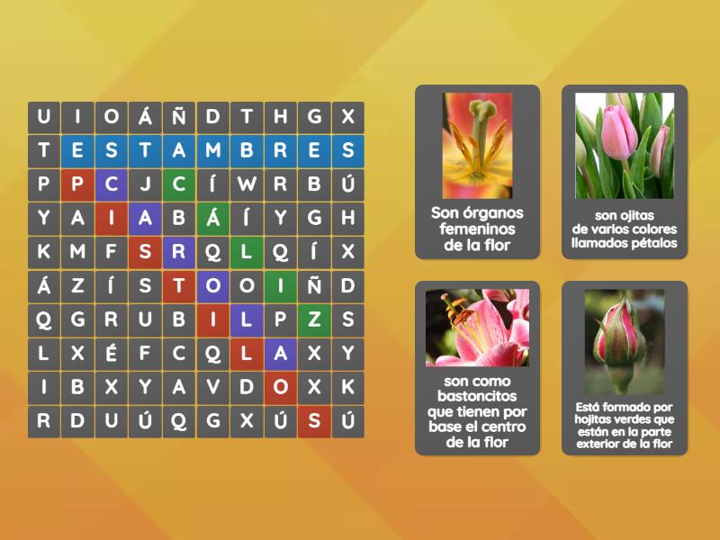 partes de la flor - Wordsearch