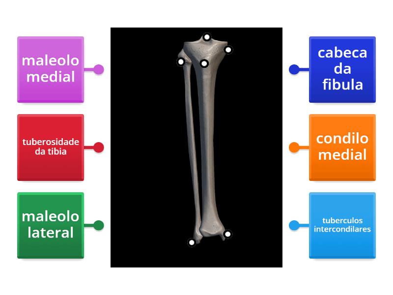 tibia e fibula - Labelled diagram