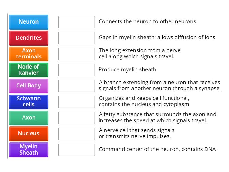 Parts of the Neuron - Match up