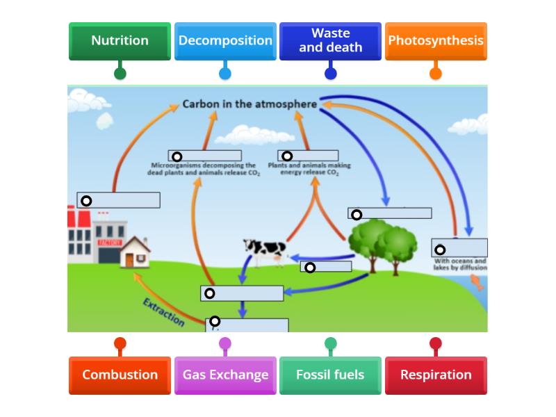 Carbon Cycle - Labelled diagram